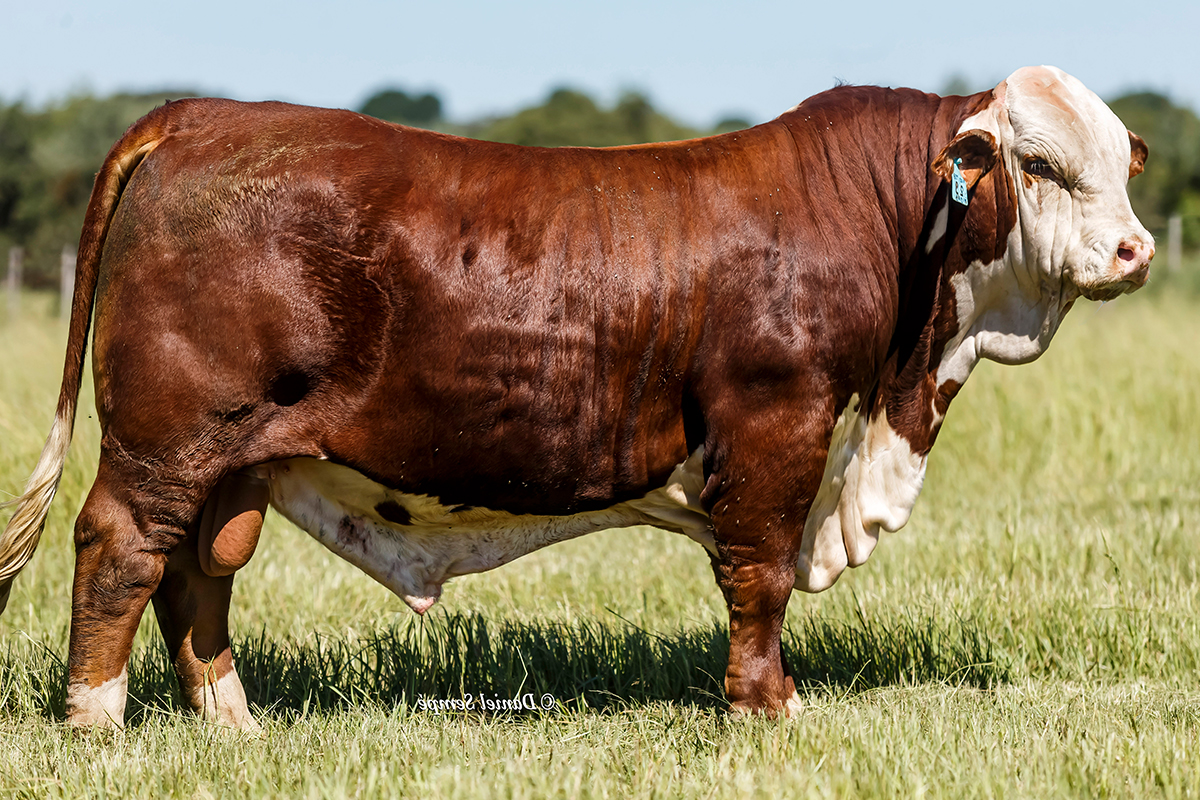 Semex - Carne - MATILDO