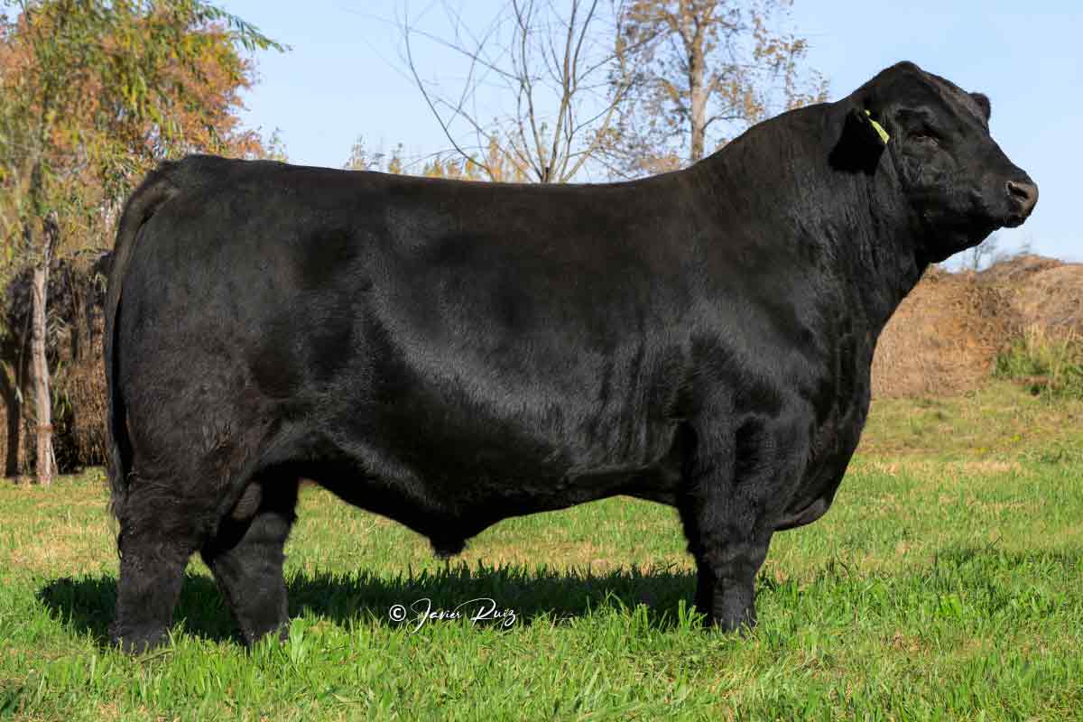 Semex - Carne - UNICO