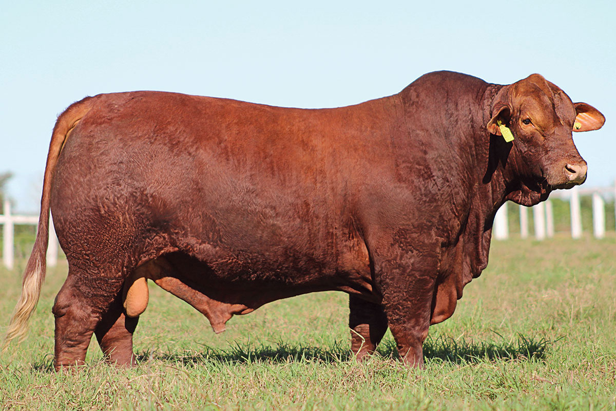 Semex - Carne - LAUTARO
