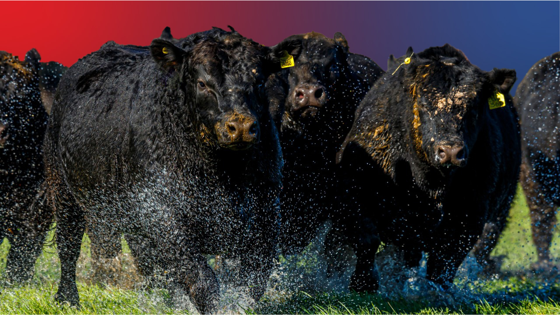 Semex - Inicio